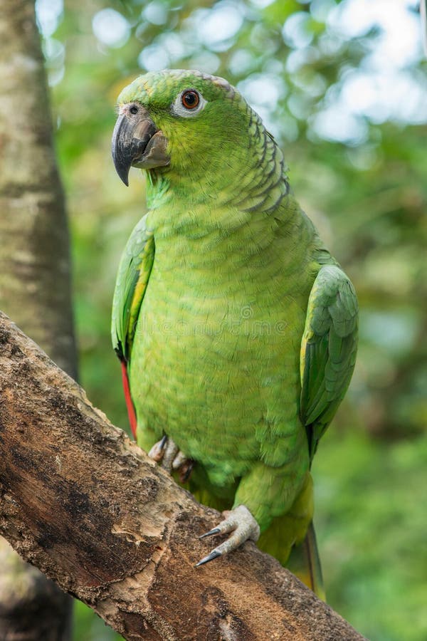 Green Amazon Parrot Sitting on a Branch Stock Photo - Image of rica ...
