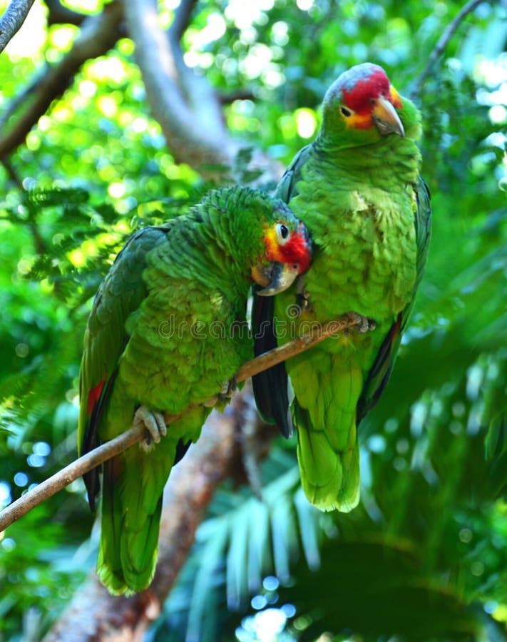 Green Parrots On Clay Lick Eating Minerals, Green Amazons In Tropical ...