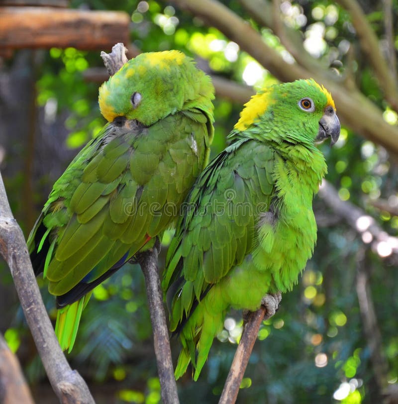 Green amazon parrots stock image. Image of color, tropic - 48431335