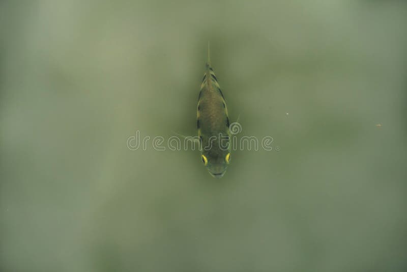 Green Amazon Puffer (Colomesus Asellus) in a Blurry Pond Stock Photo ...