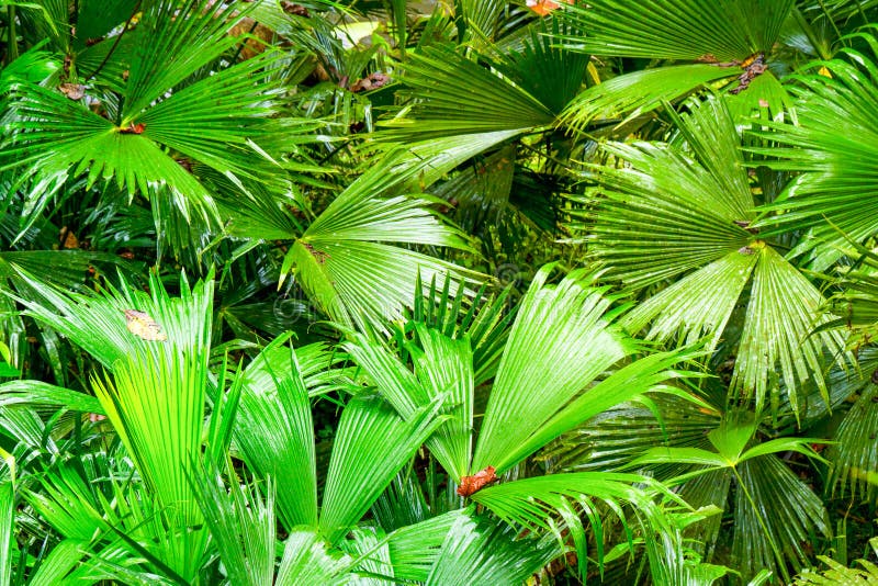 Green Amazonia Theme stock image. Image of dense, pattern - 61382191