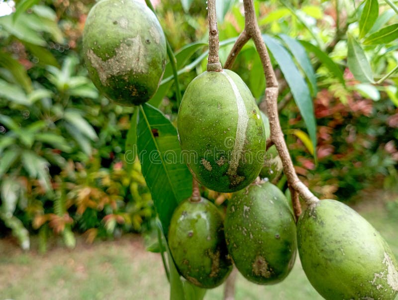 Green Ambarella Fruit that Hangs from the Tree Trunk that Grows in the ...