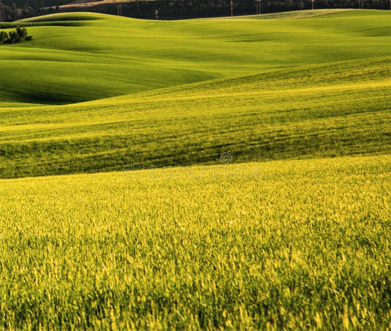 Amber Fields stock photo. Image of meadow, land, nonurban - 124628538