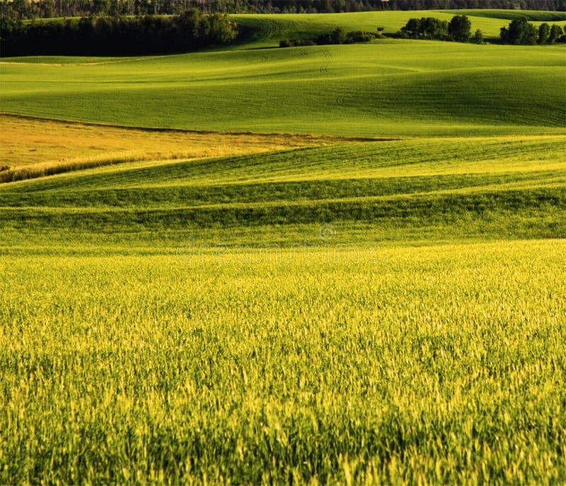 Green And Amber Fields And Rolling Hills Stock Image - Image of ...