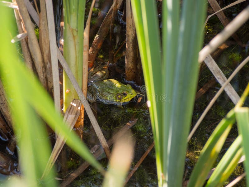 Green American Bullfrog stock image. Image of eyes, grass - 83406423