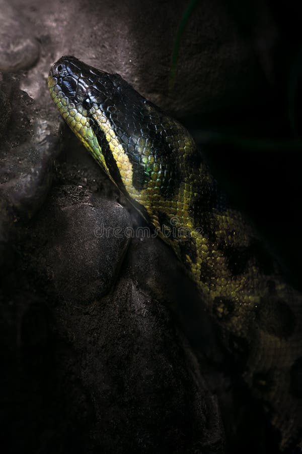 Green Anaconda - Boa Snake stock photo. Image of design - 301494784