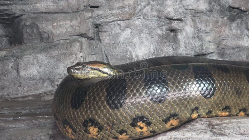 Green Anaconda Eunectes Murinus Stock Footage - Video of creature ...