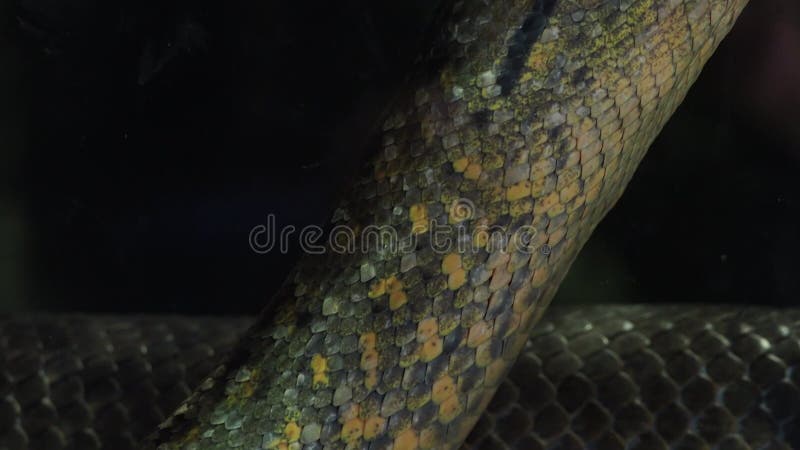 Green Anaconda (Eunectes Murinus). Big Anaconda Underwater Stock ...
