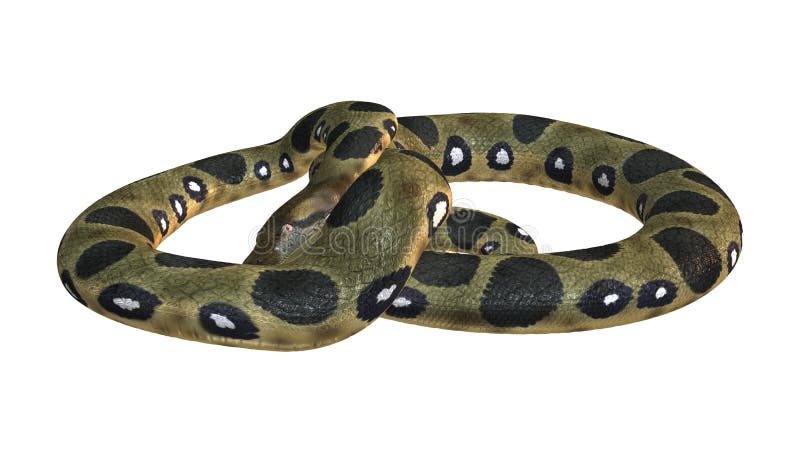 Green Anaconda on White stock photo. Image of backgound - 67463418