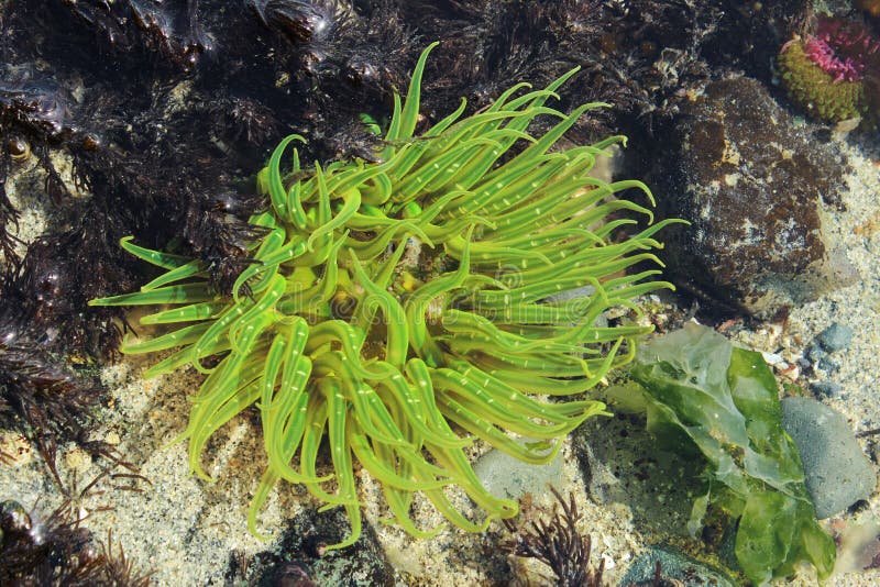 Green Anemone in Beach Tidepool Stock Image - Image of nature ...