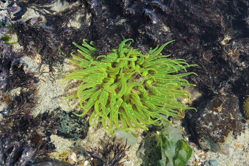 Green Anemone in Beach Tidepool Stock Photo - Image of ocean ...