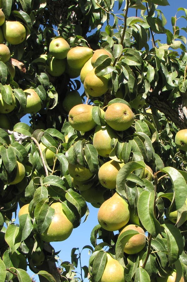 Green anjou pears stock photo. Image of eastern, green - 11122658