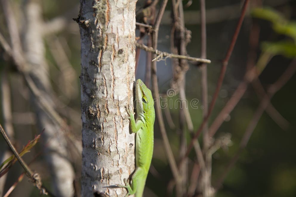 Green Anole stock photo. Image of carolinensis, biology - 84504868