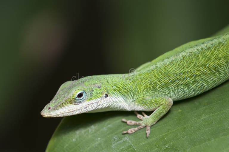 Green Anole Lizard stock photo. Image of green, peering - 11424142