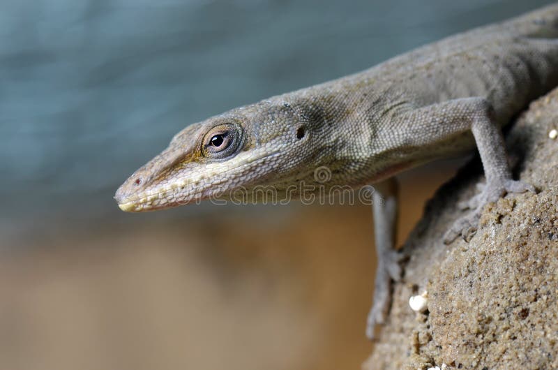 Green Anole Lizard stock photo. Image of hawaii, blooded - 22986626