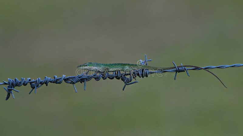 Green Anole Lizard on Barbed Wire Stock Photo - Image of animal, anole ...