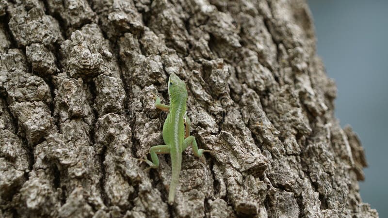 Lizard climbing on a tree stock photo. Image of tree - 42434946