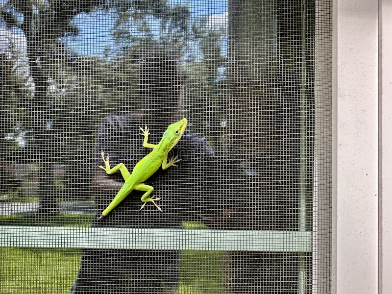 A Green Anole Lizard Climbs Up the Outside of a Screen Window Reflected ...