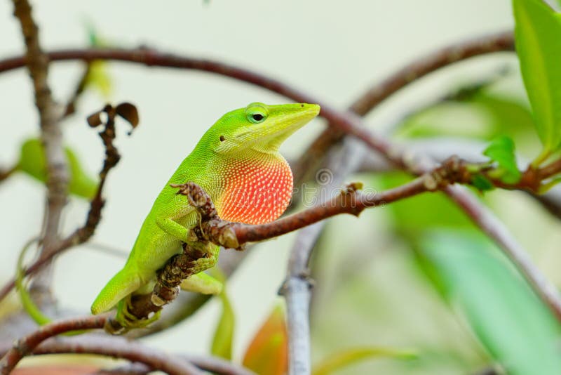 104 Geico Lizard Stock Photos - Free & Royalty-Free Stock Photos from ...