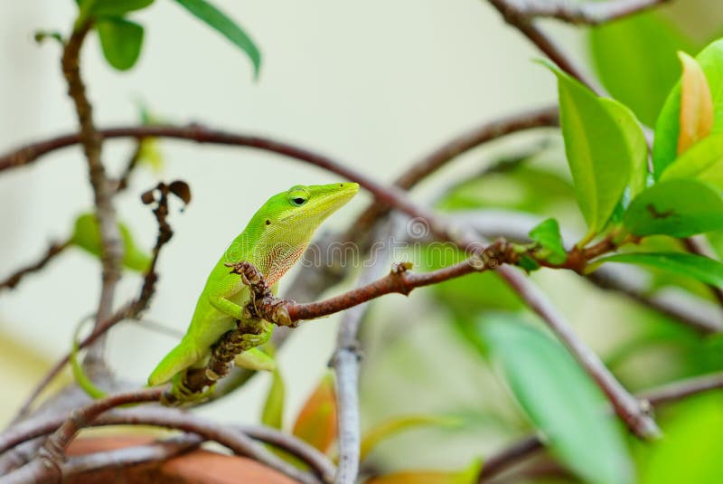 109 Geico Lizard Stock Photos - Free & Royalty-Free Stock Photos from ...