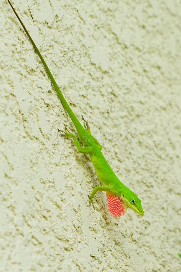 Green Anole Lizard on wall stock image. Image of bricks - 95351413