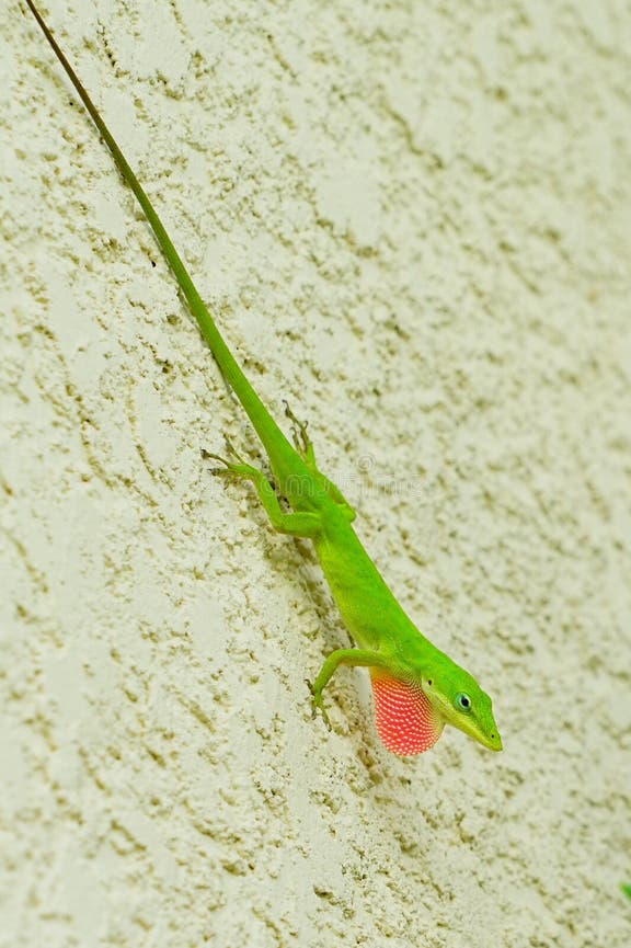 Green Anole Lizard on wall stock image. Image of bricks - 95351413