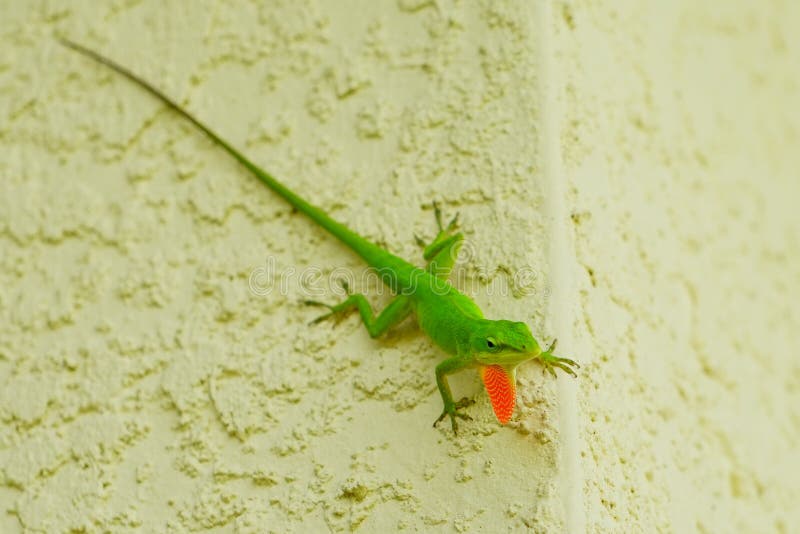 106 Geico Lizard Stock Photos - Free & Royalty-Free Stock Photos from ...