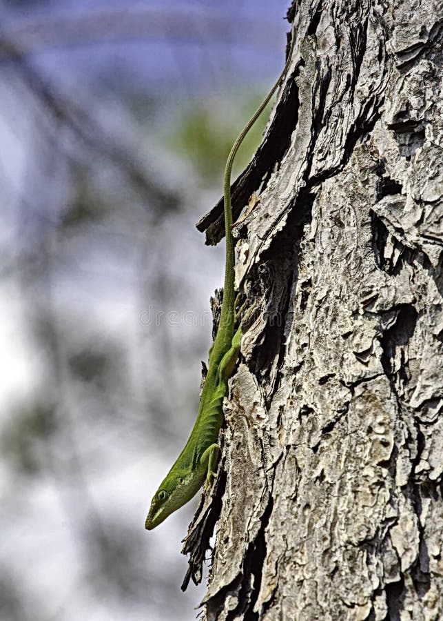 Green Anole Lizard stock photo. Image of lizard, geko - 55771736