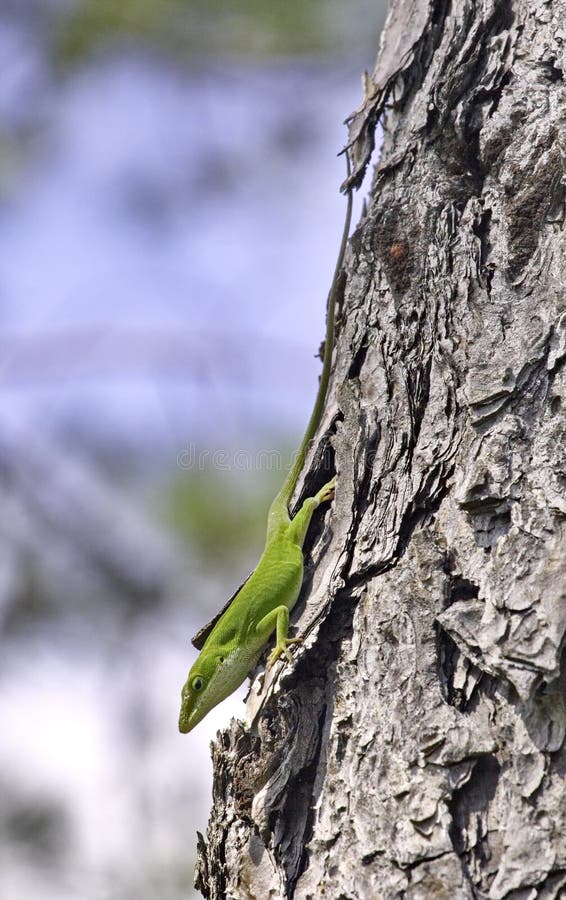 Twig anole stock image. Image of surinam, lizards, diurnal - 19749483