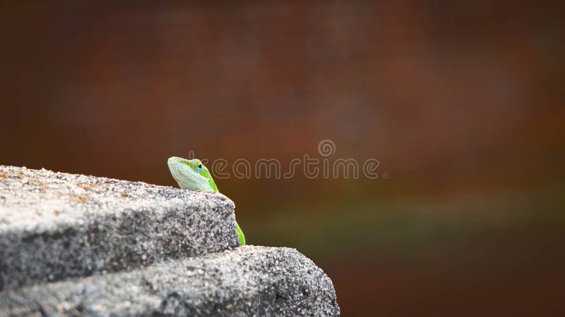 Green Anole Looking at Viewer while Peering Over a Stone Garden Wall ...