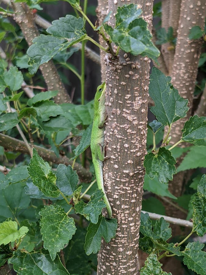 Green Anole on Mulberry Tree Trunk Stock Image - Image of green ...