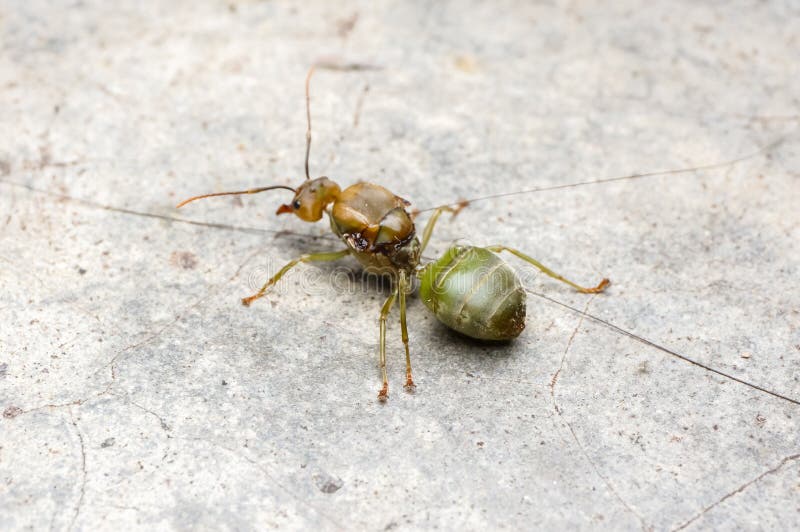 Green ant stock image. Image of macro, small, leaf, insect - 100775569