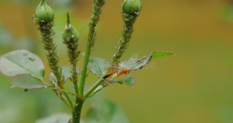 Green Aphid Insects Sucking Sap on Rose Bud Stock Footage - Video of ...