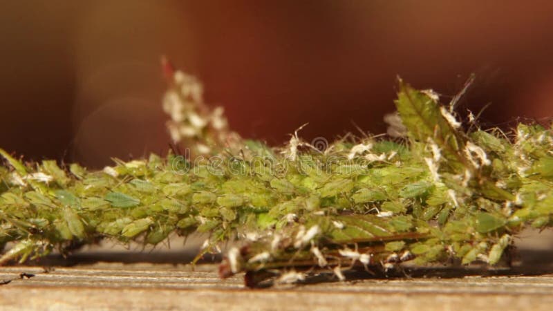 Green Aphid on a Young Shoot of a Rose. a Sucking Insect on an Unopened ...