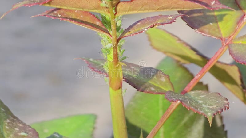Green Aphids on Roses. Aphidoidea Stock Video - Video of rose, macro ...