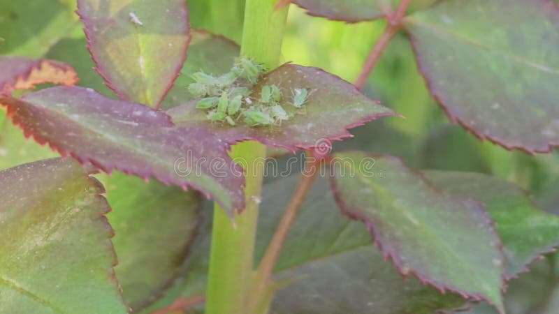 Green Aphids on Roses. Aphidoidea Stock Video - Video of stem, insects ...