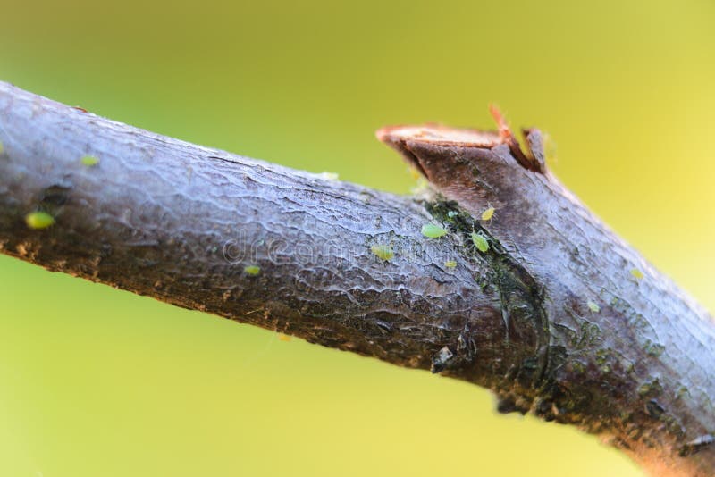 Green Aphids on Tree Branch Stock Image - Image of forestry ...