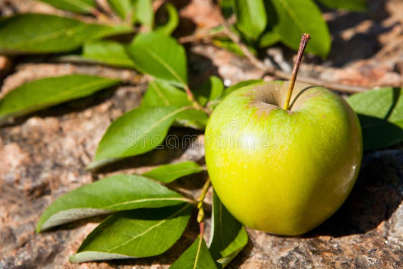 Green apple on big stone stock photo. Image of collection - 44392810