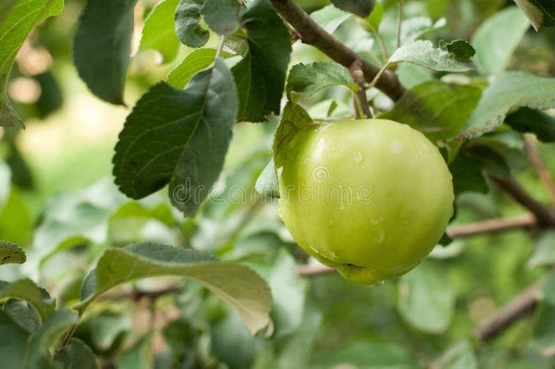 Green apple on branch stock image. Image of garden, bright - 26623769