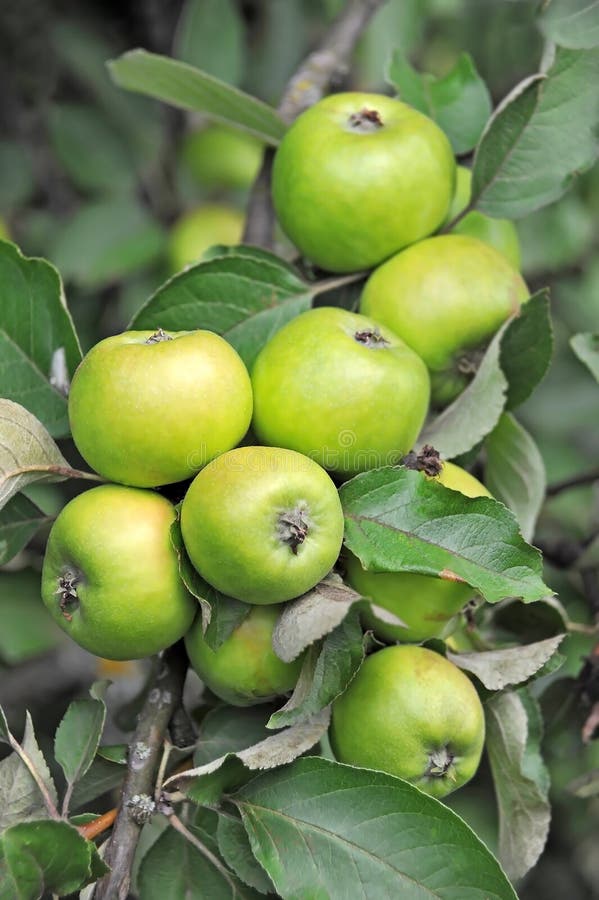 Green apple on the branch stock image. Image of healthy - 32665437