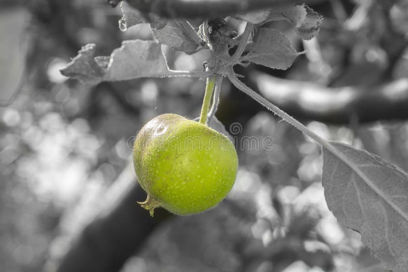 Apple contrast stock photo. Image of colors, fruit, ripe - 5416366