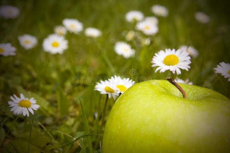 Green Apple and Daisy Flowers Stock Image - Image of daisy, lifestyle ...