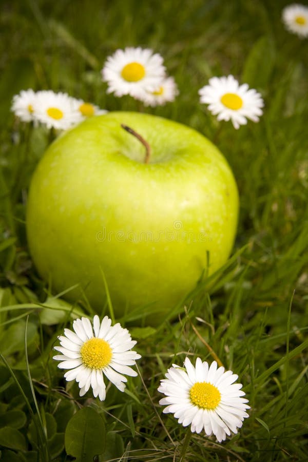 Green Apple and Daisy Flowers Stock Image - Image of health, leaf: 14075119