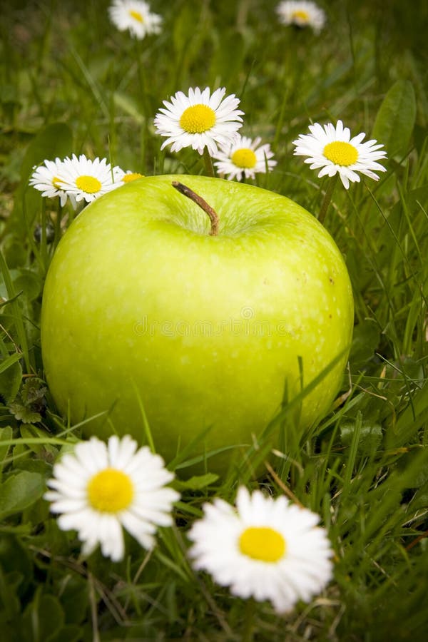 Green Apple and Daisy Flowers Stock Image - Image of picnic, grass ...