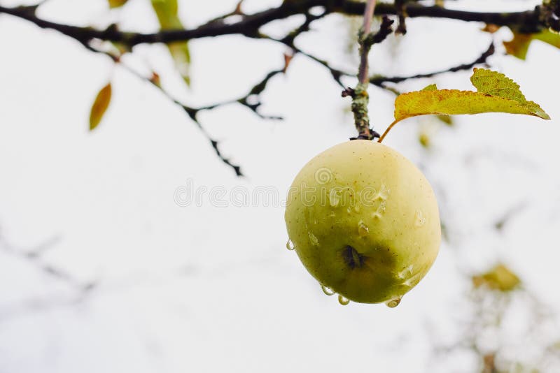 Apple hanging on tree stock image. Image of branch, drop - 125731621