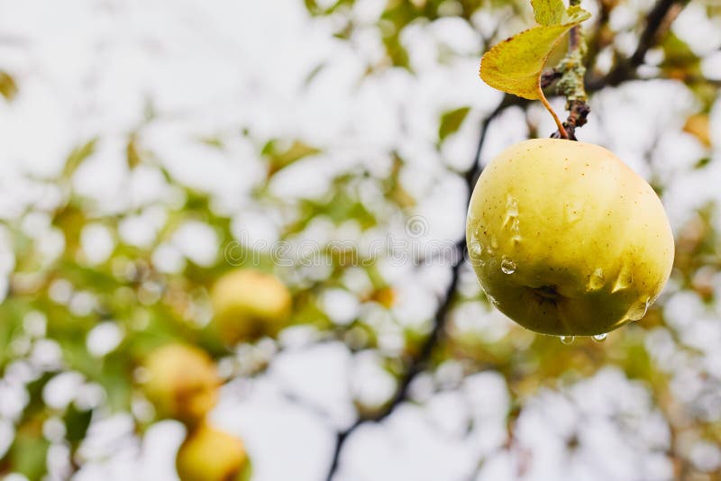 Apple hanging on tree stock image. Image of fruit, nature - 125731719