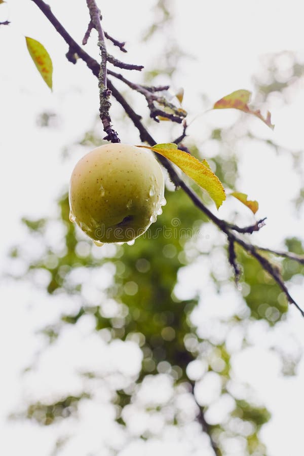 Apple hanging on tree stock photo. Image of farming - 125731774