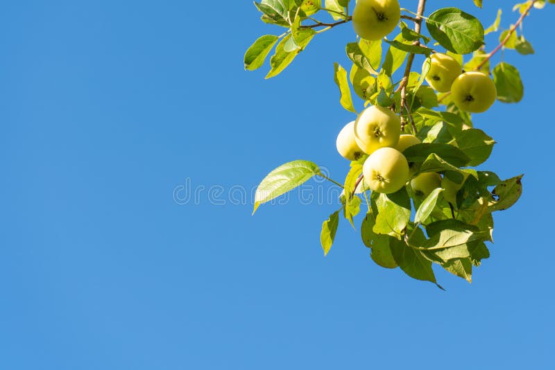 Green Apple Fruit Against the Blue Sky, Wild Apple Tree Stock Photo ...