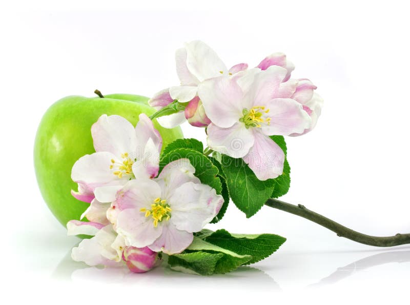 Green Apple Fruit Isolated with Pink Flowers Stock Image - Image of ...