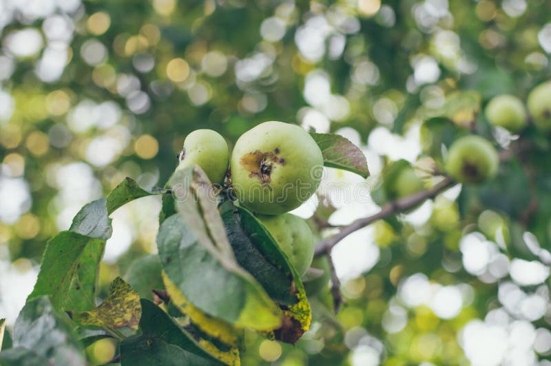 Green Apple among Greenery of Leaves Stock Image - Image of leaves ...